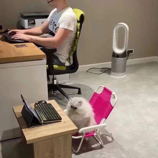 Digital content creator - 9GAG