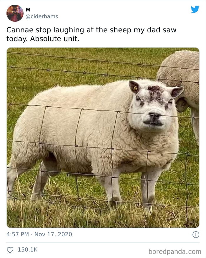 BARF BARF.. I mean.. mèèèèè - 9GAG