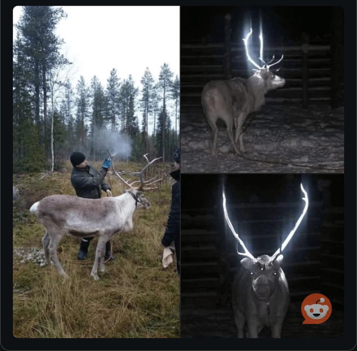 Finnish reindeer owners sprayed the horns of reindeer for drivers to see them easier - 9GAG