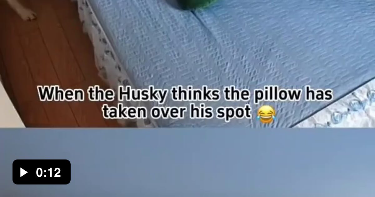 When your husky thinks "personal space" is a myth. - 9GAG