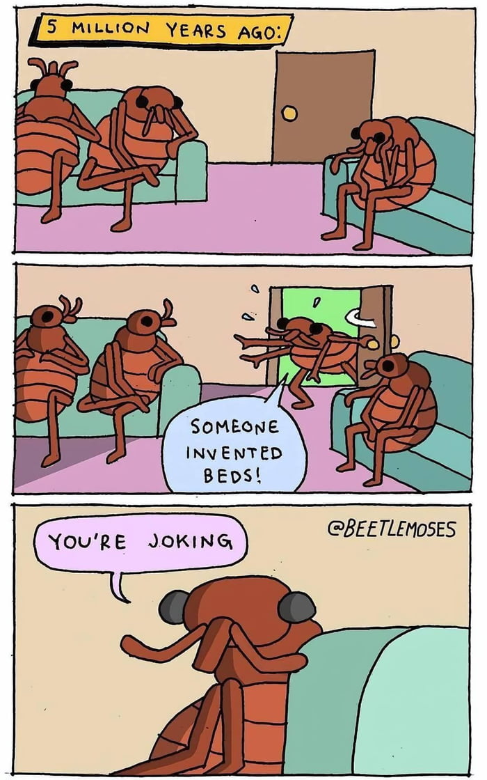Couch bugs before bed bugs - 9GAG