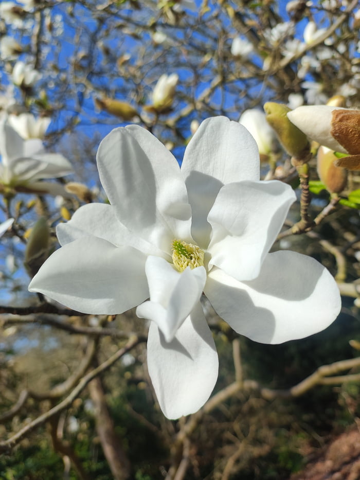 Sharing my flower gallery day 225 - 9GAG