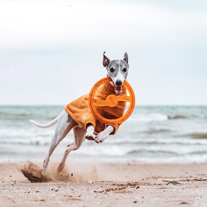 Frisbee mornings are the best - 9GAG