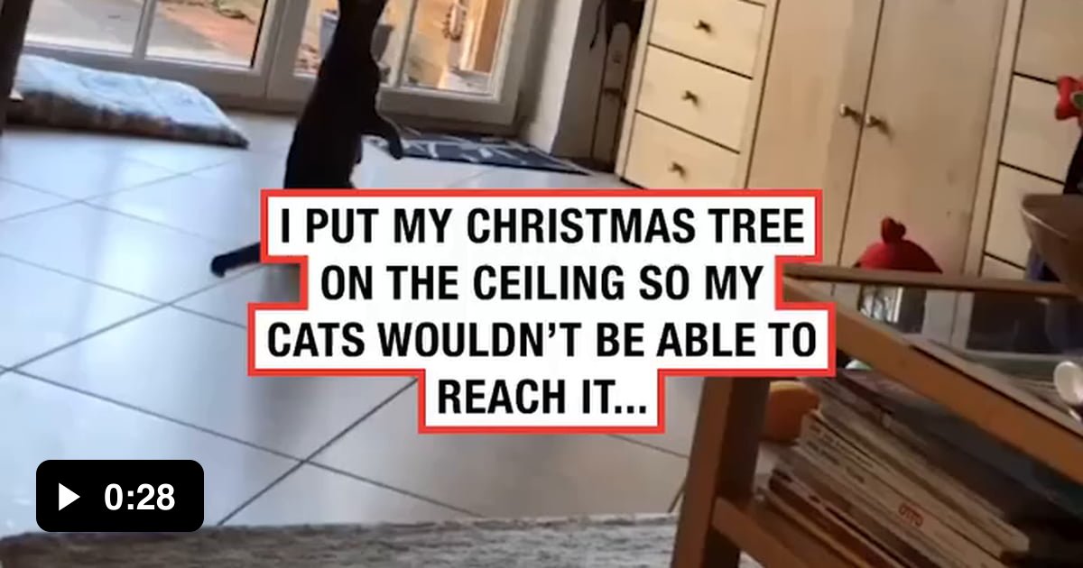 Cat Wtf Man??? - 9GAG