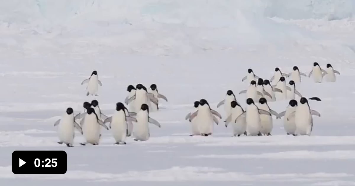 The penguin army has their marching orders - 9GAG
