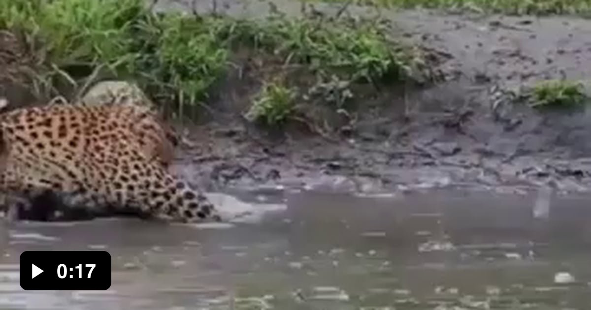 Leopard cub catches his first prey - 9GAG