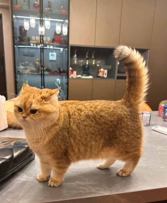 Absolute UNIT! - 9GAG