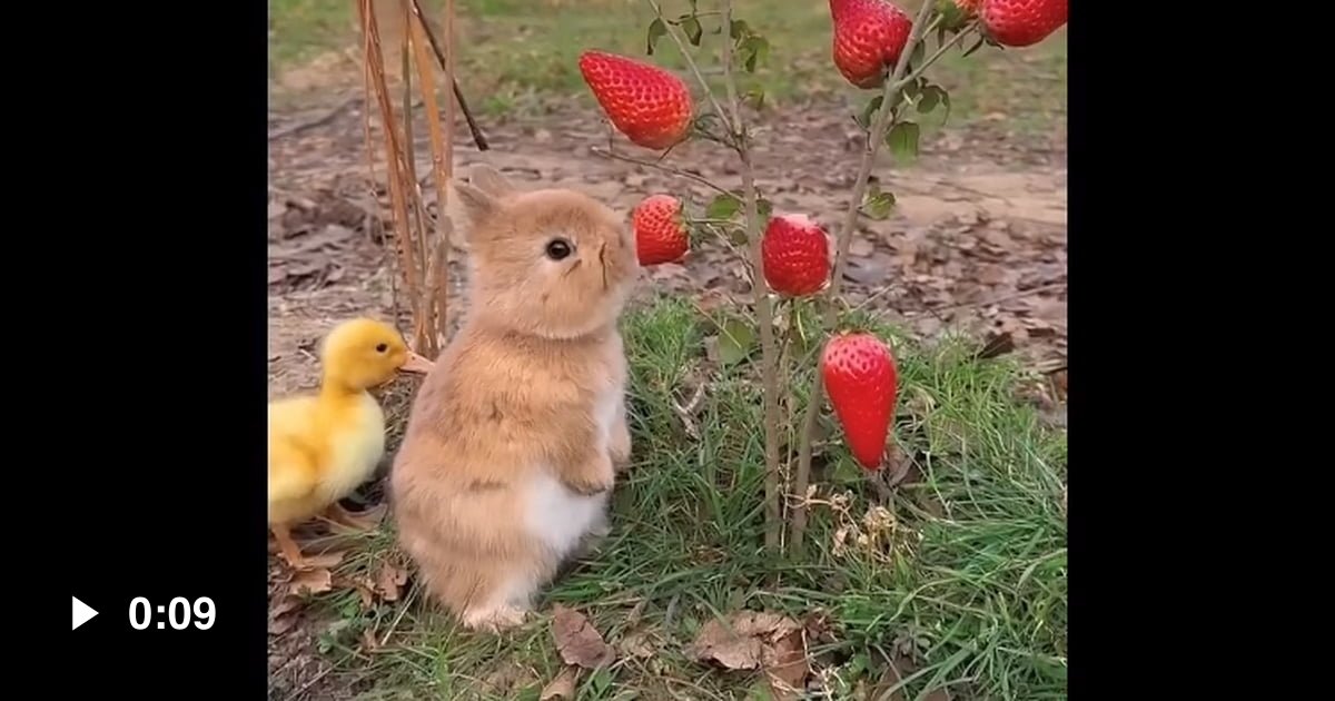 You’ve scrolled long enough, enjoy this bunny - 9GAG