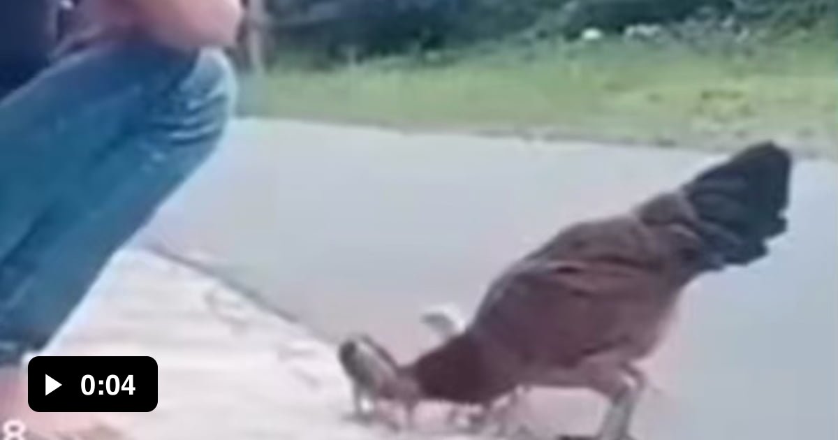 Chicken mom literally does the Naruto Run - 9GAG