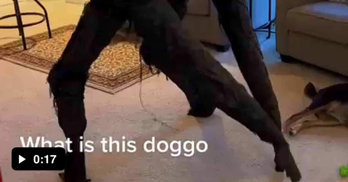 Good Doggo - 9GAG