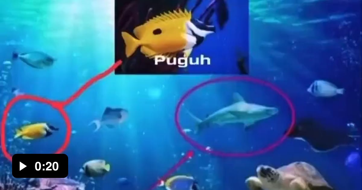 Tag yourself, mine is yanto kopling - 9GAG