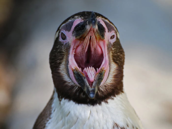 The inside of a penguins mouth is stuff of nightmares - 9GAG