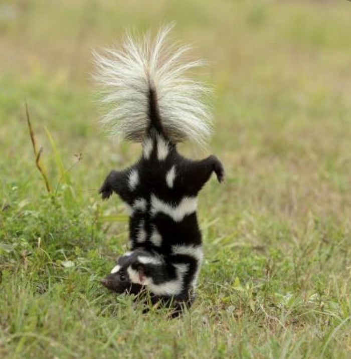 The eastern spotted skunk does handstands before spraying - 9GAG