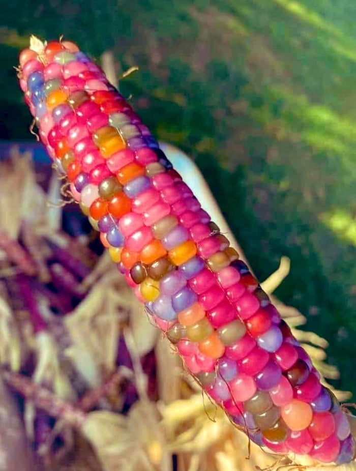Colorful Corn - 9GAG