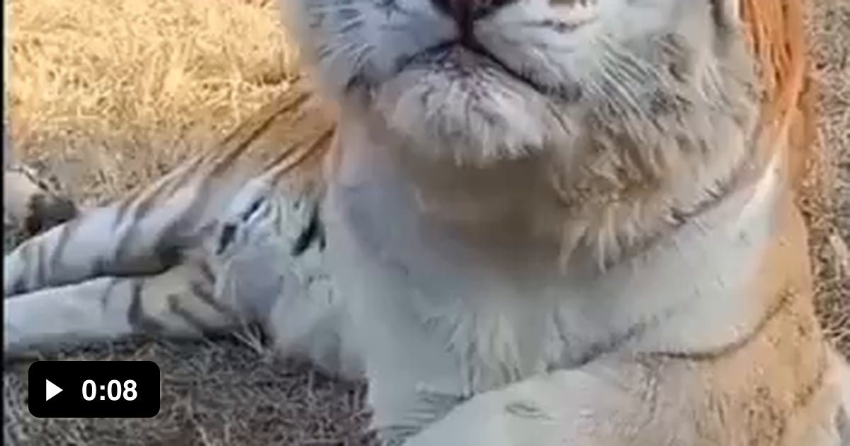 Just a tiger, sneezing.. - 9GAG