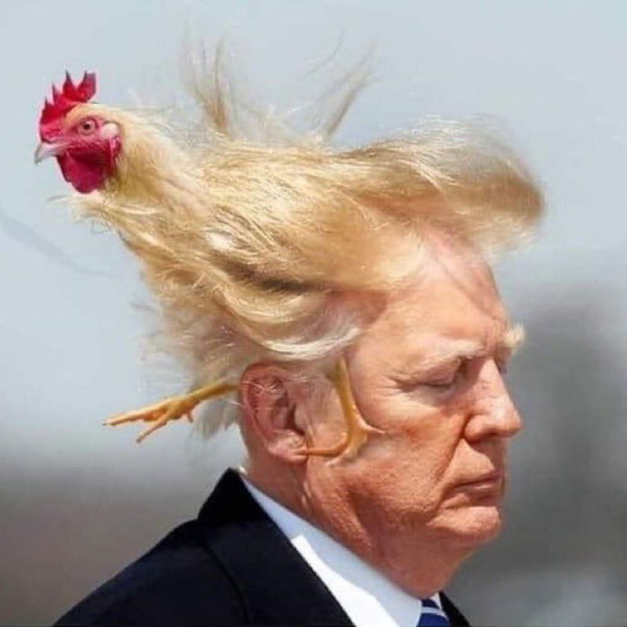 It's a hen or a rooster? - 9GAG