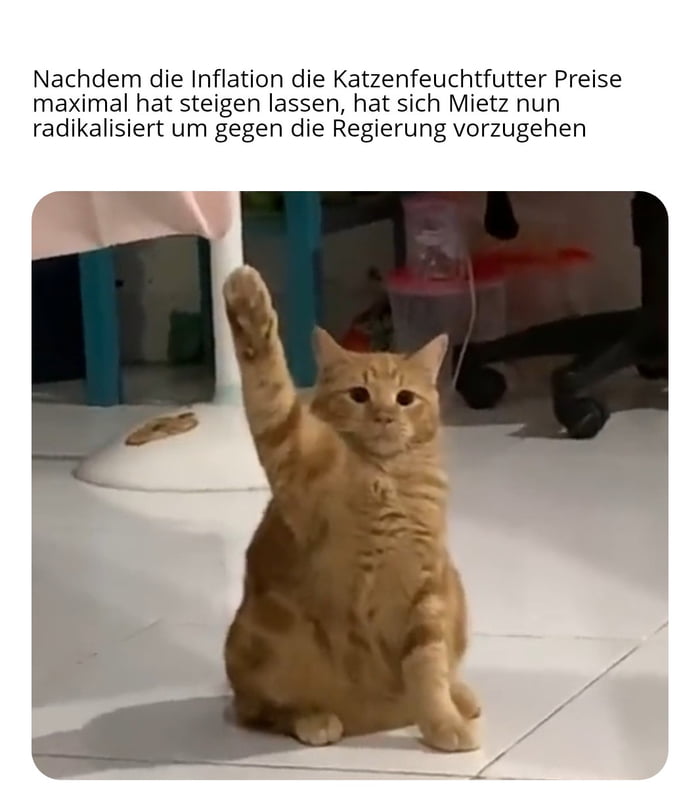 Radikale Gatze - 9GAG