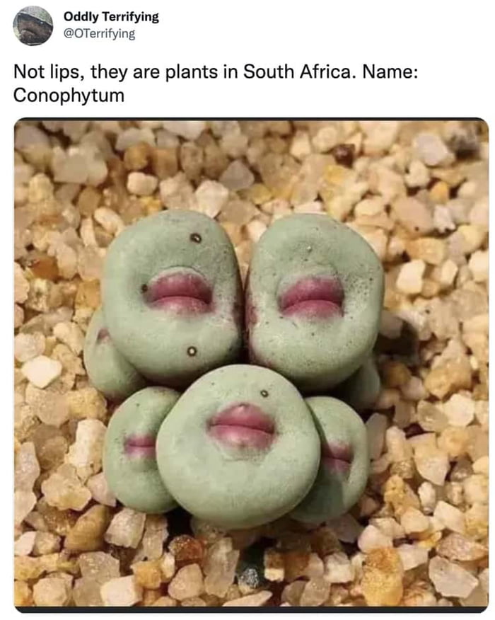 Put Put Your 9gag