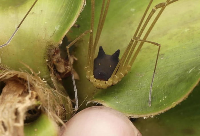 The bunny harvestman (Metagryne bicolumnata) - a type of arachnid ...