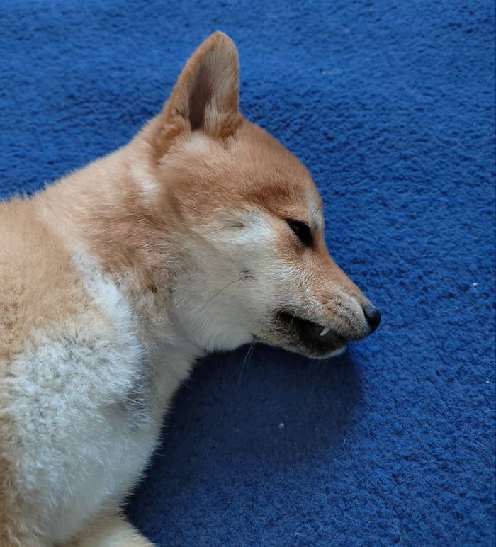 Smol wolf, much wow (link in comments) - 9GAG