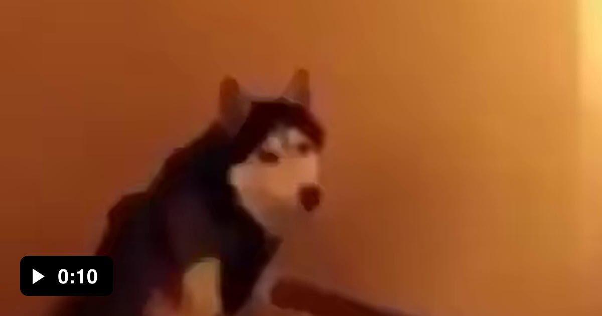 What a sick doggo - 9GAG