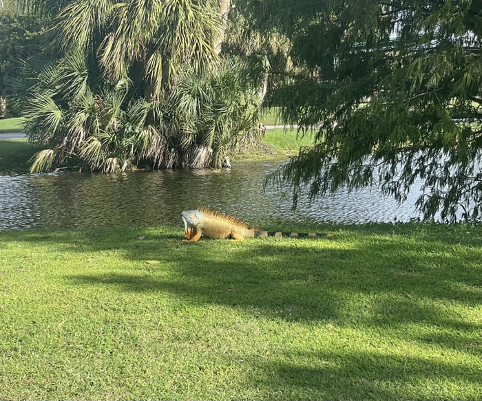 This lizard on a Florida golf course. - 9GAG