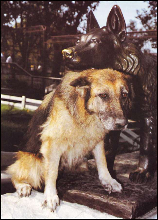Gabi, a 8 year old German Shepherd who became famous for her heroic act ...