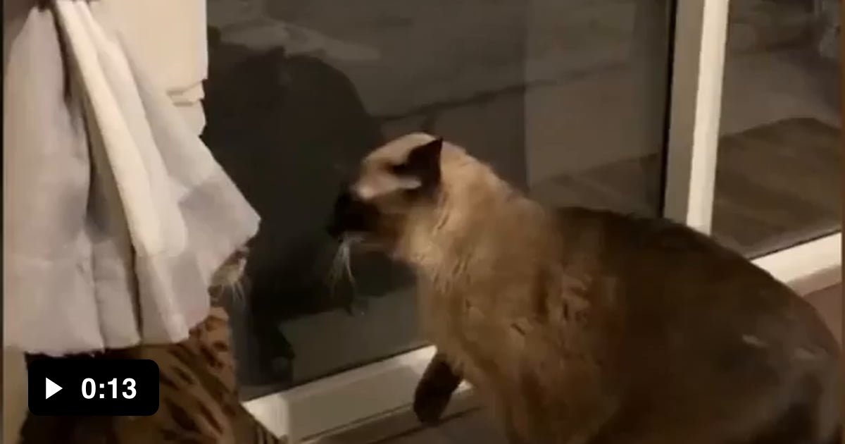 Cat being jerks go wrong - 9GAG