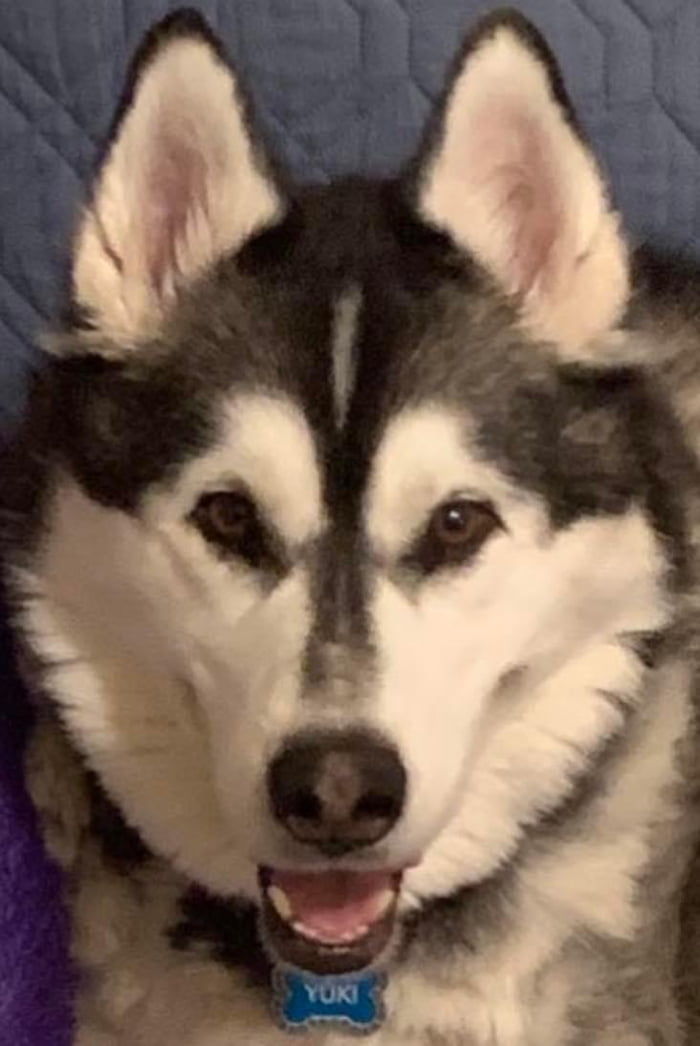 Symmetrical husky - 9GAG