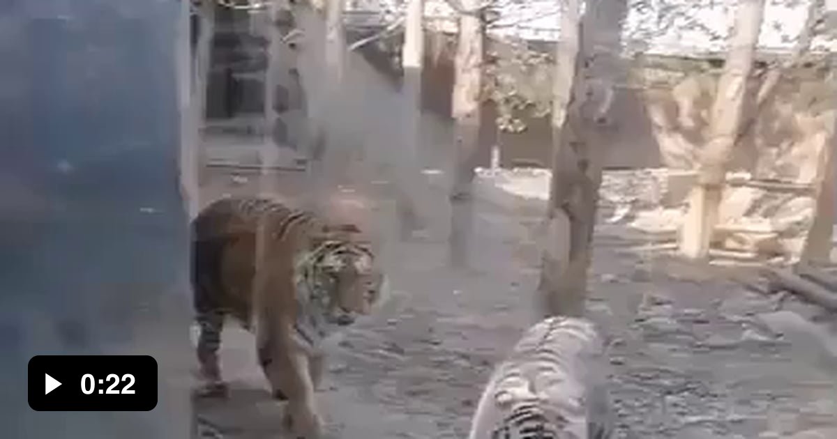 Tiger scared of goose - 9GAG