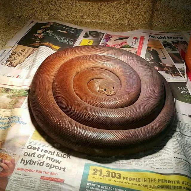 Snake Cinnamon Roll - 9GAG