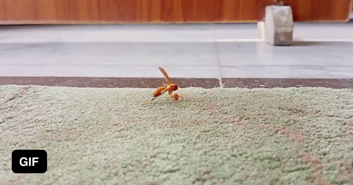 A bee trying to reattach it's head - 9GAG