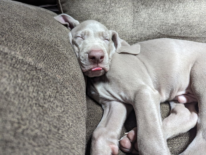 Toby, 7 weeks. Sleeping blep. - 9GAG