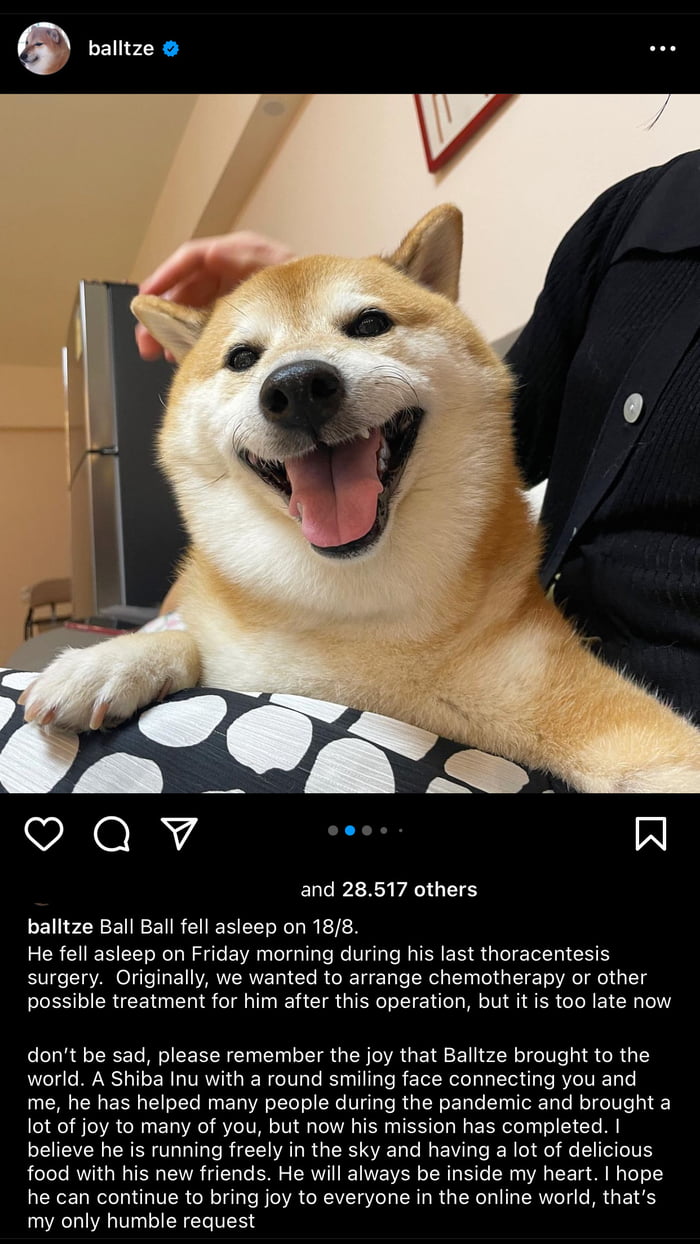 Cheemz aka Balltze passed away today (18/8) due to some chronic illness. Loved by all ages, and ...