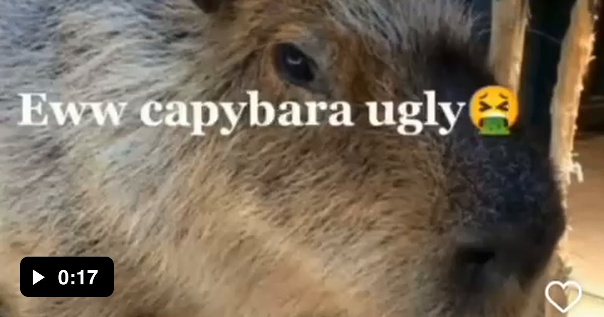 Capybara friend - 9GAG