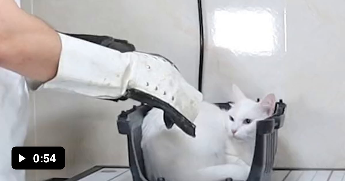 Angry Cat at the vet office. - 9GAG