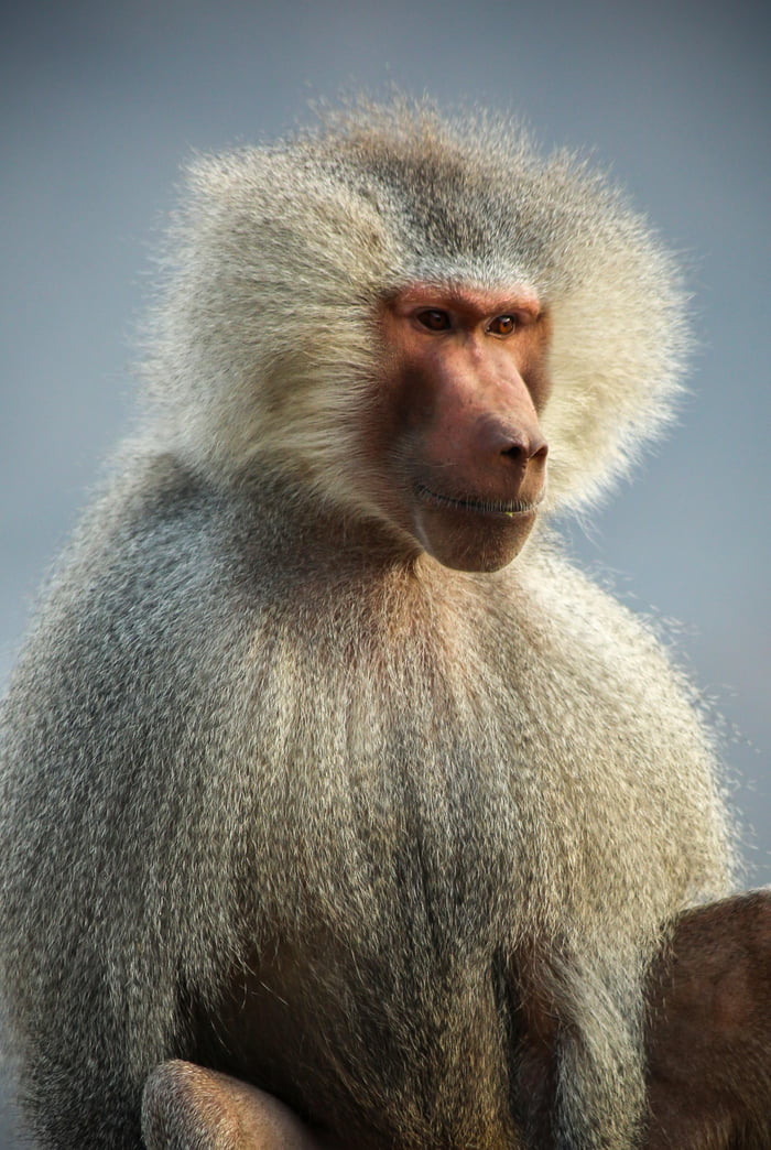 The fur on this monkey - 9GAG