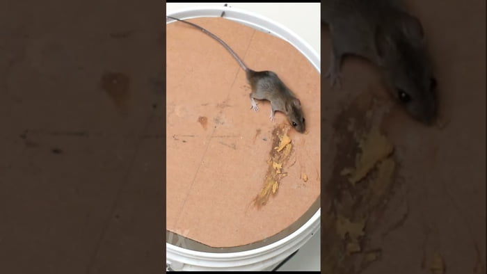 Mouse Trap Bucket - 9GAG