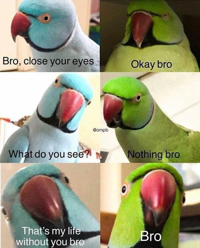 An old meme... but now WITH BIRB - 9GAG
