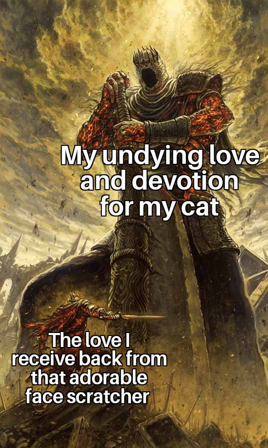 Please do not the cat - 9GAG