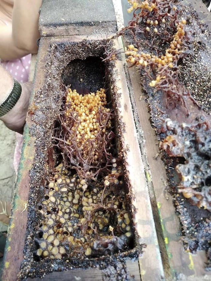 Vulture bees feed on rotting meat instead of nectar and their honey is ...