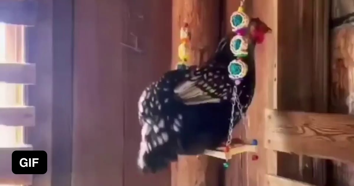 Swinging on the swing - 9GAG