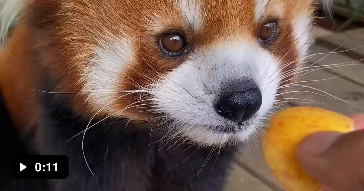 Less propaganda, more red panda - 9GAG