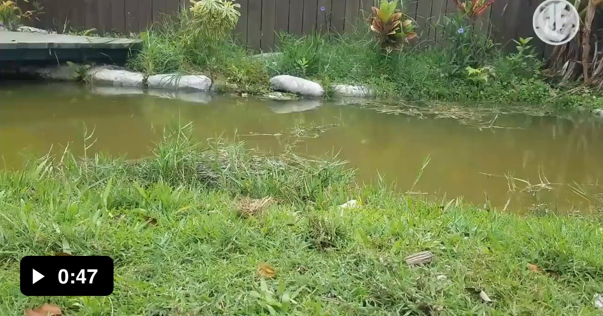 Dog with the tïsm - 9GAG