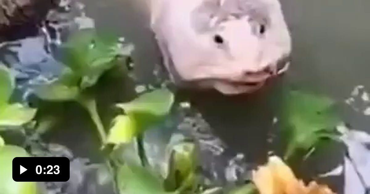 What in the world is this creature - 9GAG
