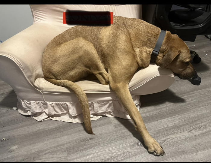 Loki has eleventy billion size-appropriate places to sleep, and stuffs ...