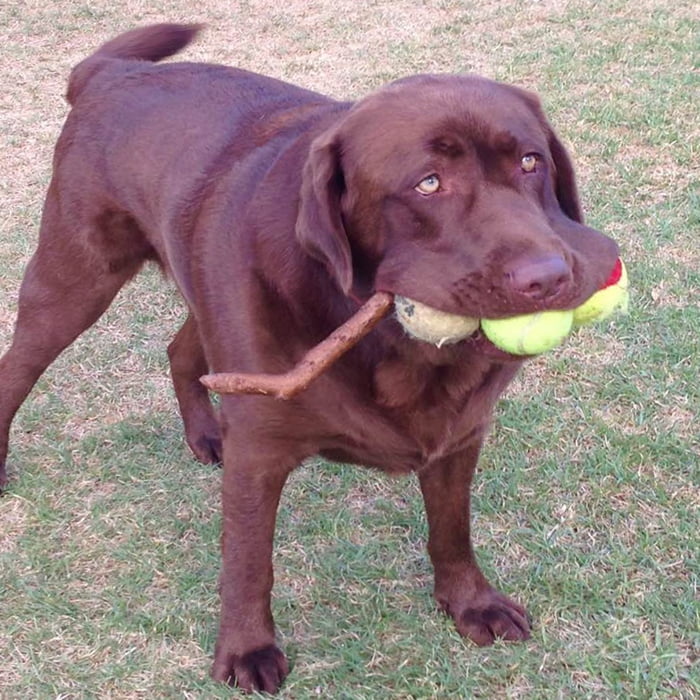 Good doggo collected all the balls and a bonus stick 12/10 - 9GAG