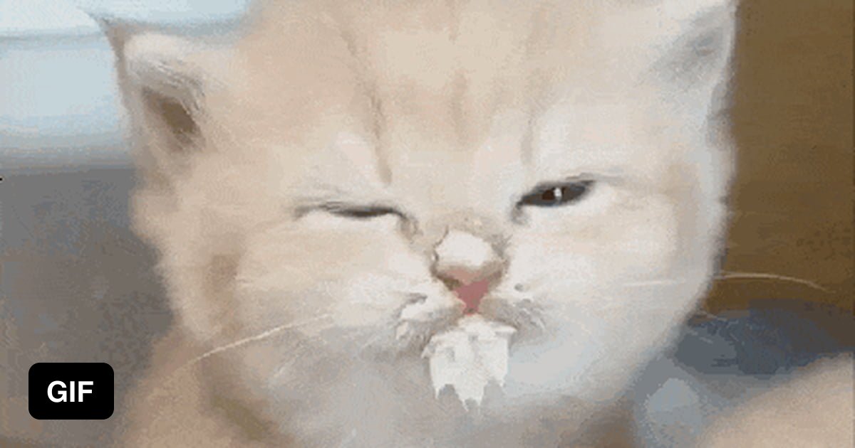 A couple of incredibly voracious cute kittens 🐈🧡 - 9GAG