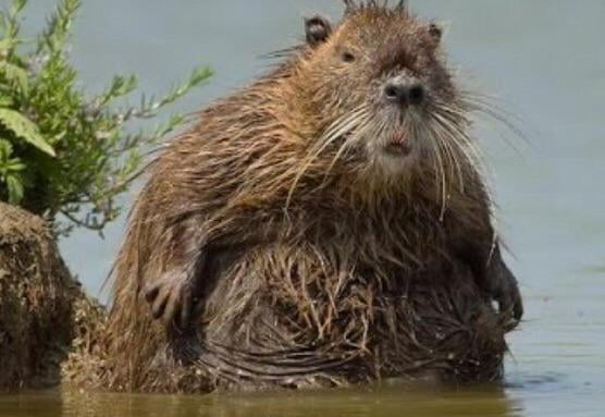 Bober thursday, its not a question. - 9GAG