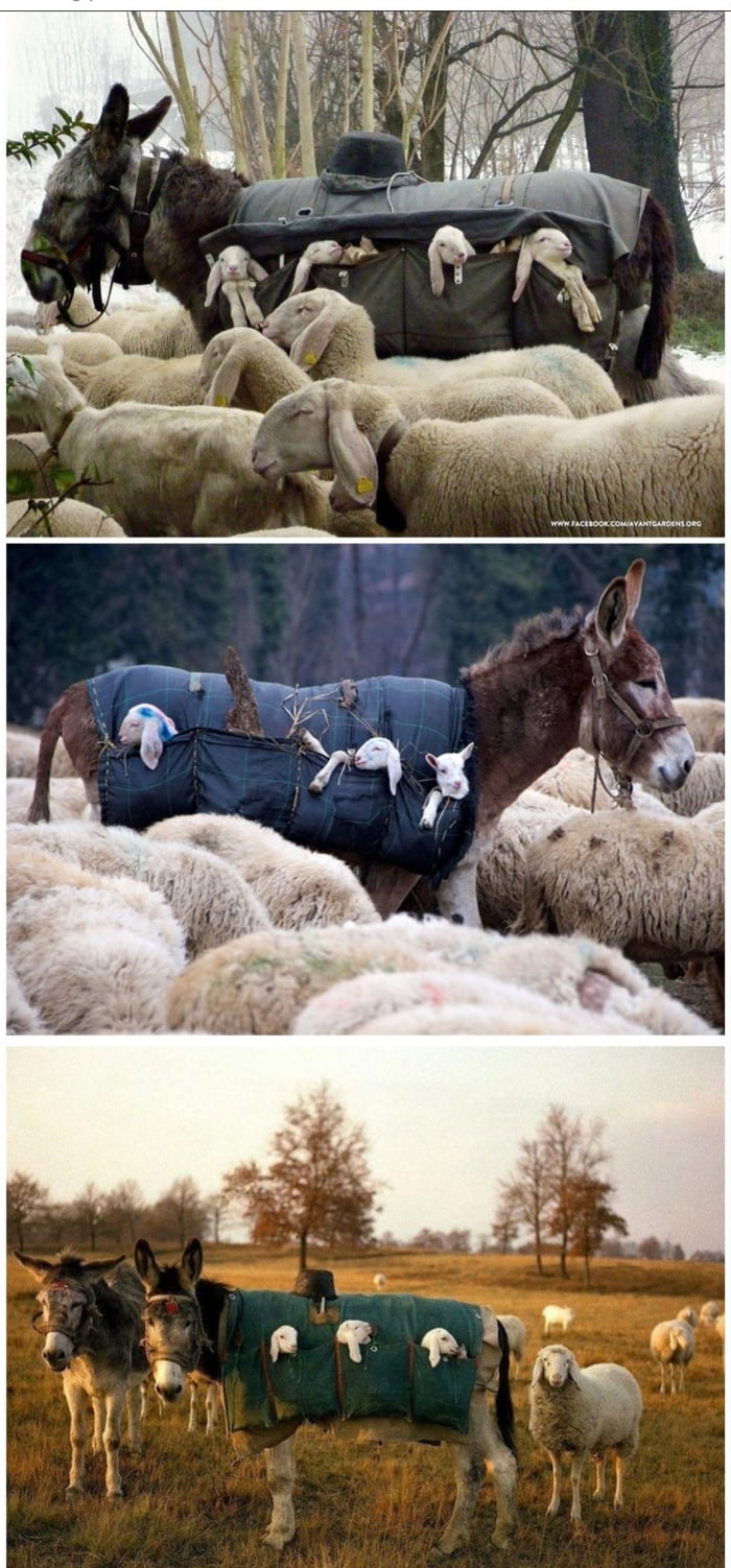 Gentlemen, I present to you: Mule Nannies. Italian shepherds use ...